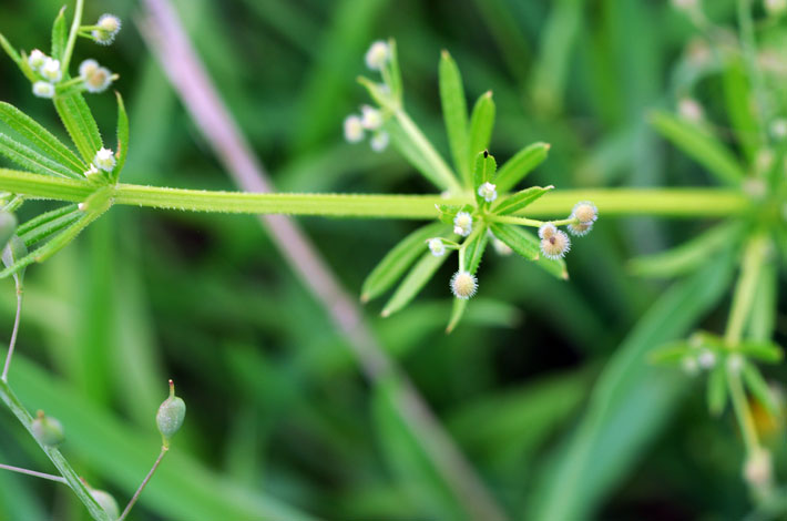 Spring Cleaning With Clingy Cleavers - Mother Earth Living